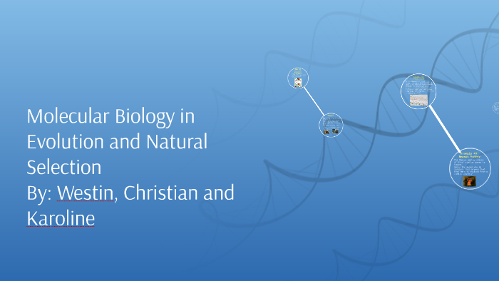 Molecular Biology in Evolution and Natural Selection by Westin Yu on Prezi