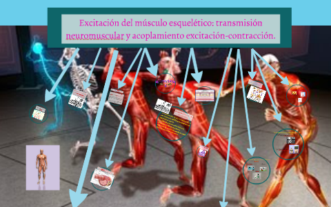 Excitación del músculo esquelético: transmisión neuromuscula by ...