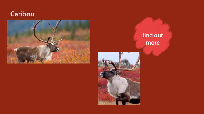 caribou by chloe trott on Prezi
