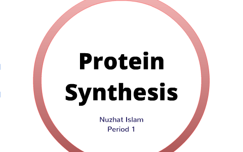 BPHS AP Biology: Protein Synthesis by Nuzhat Islam on Prezi