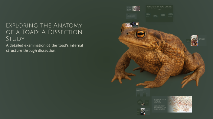 Exploring the Anatomy of a Toad: A Dissection Study by Mereilisoni ...