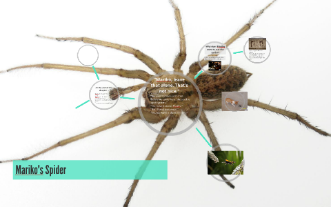 Mariko's Spider by Jonathon Bayntun