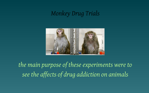 Monkey Drug Trials by Meghan Sweeney