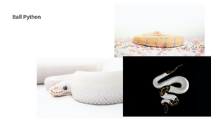 Ball Python! by Wyatt Hollingsworth on Prezi Design