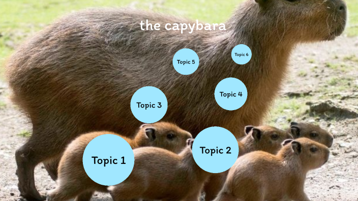 capybara by ben Laverick on Prezi