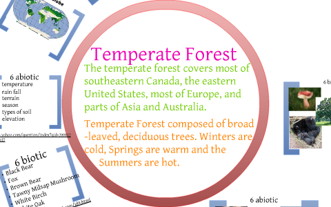 Temperate Forest (Biome Project) by River Zephier on Prezi