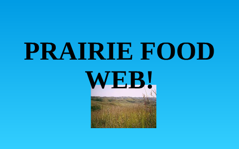 Prairie Food Web by Ashley Flores on Prezi