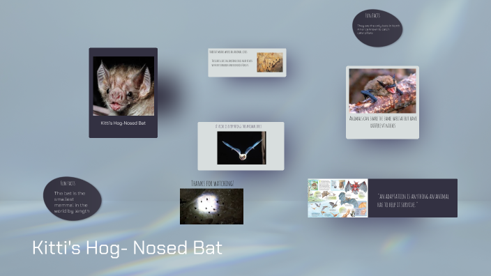 Kitti's Hog-Nosed Bat by 2028 Brooke Maloney on Prezi