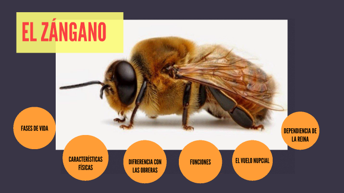 El zángano by ´ Álvaro on Prezi