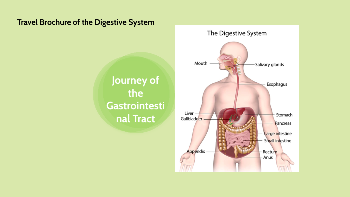 Travel Brochure of the Digestive System by Susan Sue on Prezi