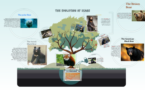 The Evolution of Bears by Dawson Link on Prezi