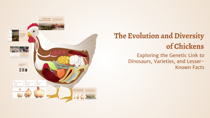 The Evolution and Diversity of Chickens by Oxim 7 on Prezi