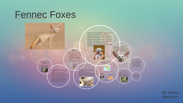 Fennec Foxes by Ashley Blackburn on Prezi