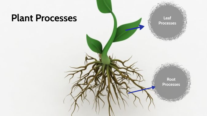 Plant Processes by Robyn Luff on Prezi
