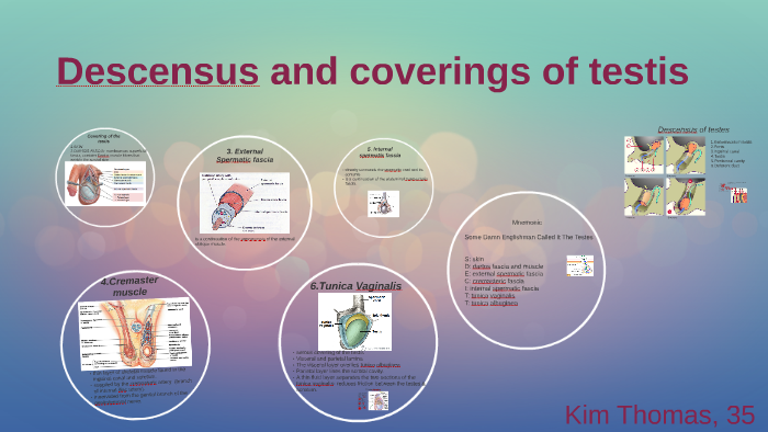 Descensus and coverings of testis by kim thomas on Prezi
