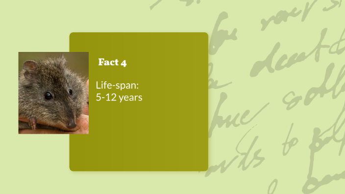 Long Nosed Potaroos - Alexandra Serafin, Abigail Guerrero, Angelica ...