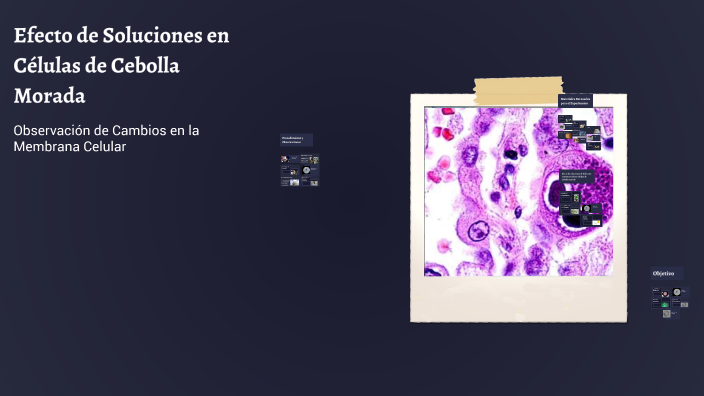Efecto de Soluciones en Células de Cebolla Morada by Itan Wolff on Prezi