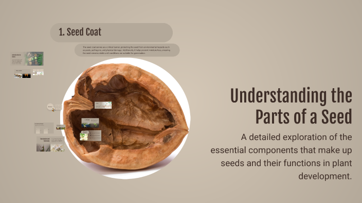 Understanding the Parts of a Seed by jenifer agagas on Prezi