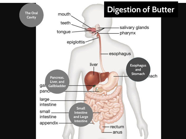 Butter by Elizabeth Foti on Prezi