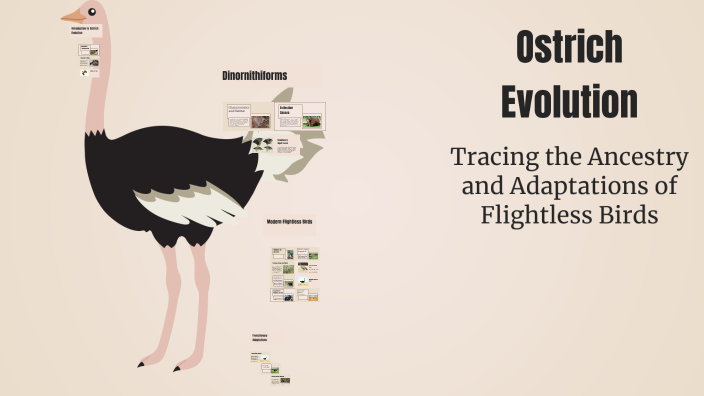Ostrich Evolution by Kaylee Waugh on Prezi