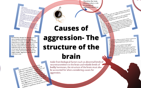 Causes for aggression- The structure of the brain by Natalie Denyer on ...