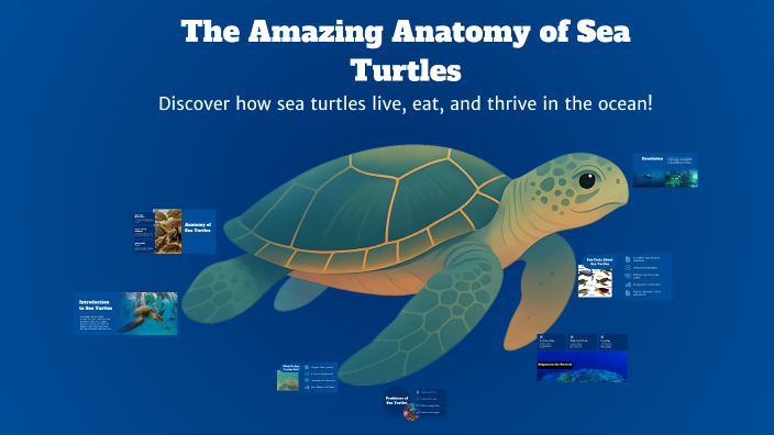 The Amazing Anatomy of Sea Turtles by Matthew Fanelli on Prezi