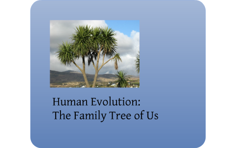 The Human Evolution Family Tree by john davies