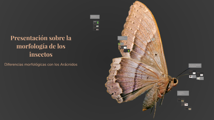 Presentación sobre la morfología de los insectos by Mateo Diazz on Prezi