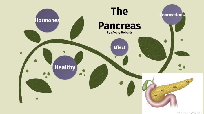 Pancreas Project by Avery Roberts on Prezi