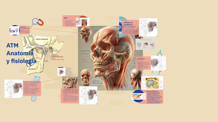 ATM Anatomia y fisiologia by alfred on Prezi