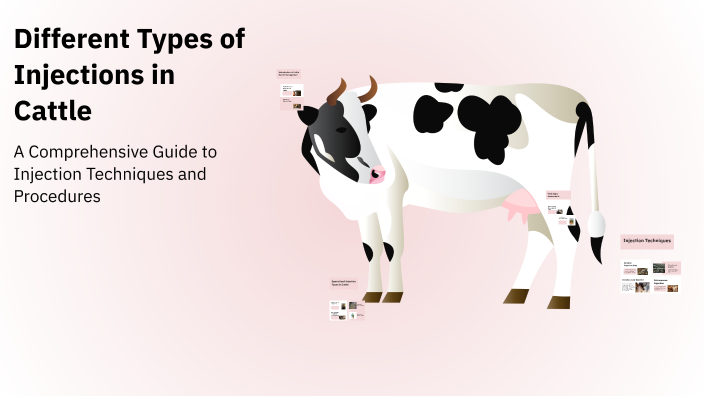 Different Types of Injections in Cattle by Erfan Hashemi on Prezi