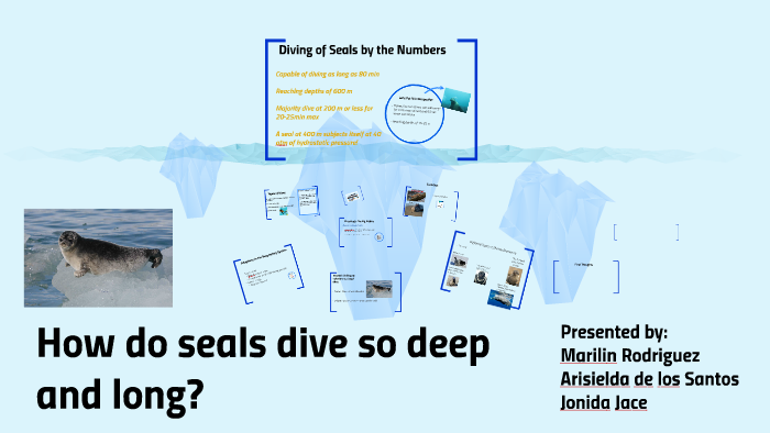 How do seals dive so deep and long? by Jonida Jace on Prezi