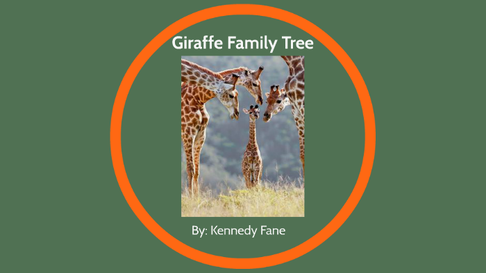 Giraffe Family Tree by Kennedy Fane on Prezi