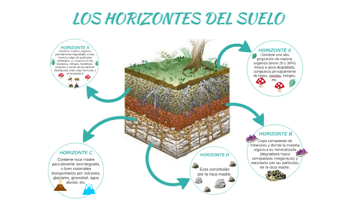 Diagrama De Capas Del Horizonte Del Suelo Procesos Que Intervienen En