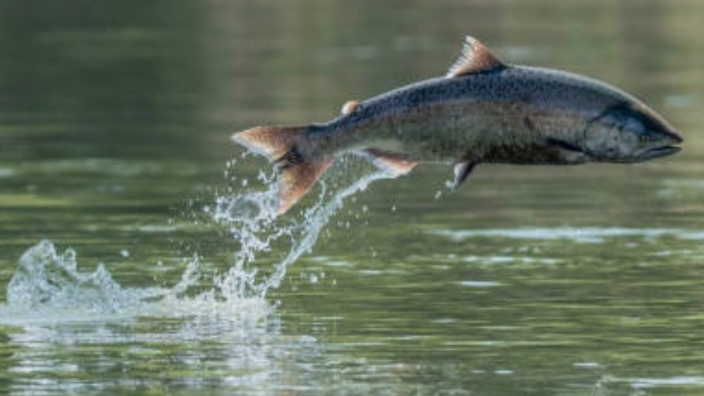 Water Alberta Biome Project by Kalvin Berrigan on Prezi