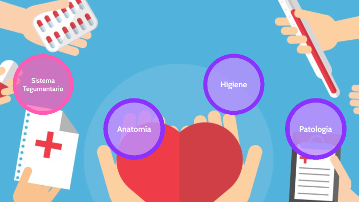 Sistema tegumentario by Grisell grisel on Prezi