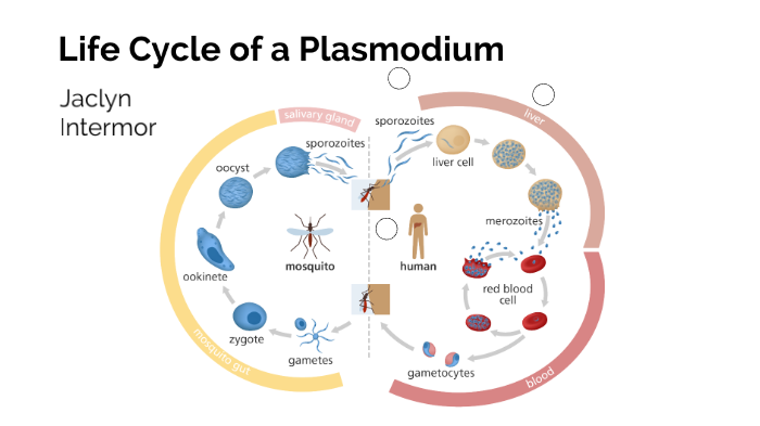 Plasmodium Life Cycle Project by Jackie Skillet on Prezi