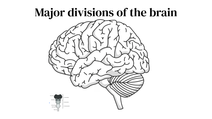 Major divisions of the brain by Iris Ahrens on Prezi