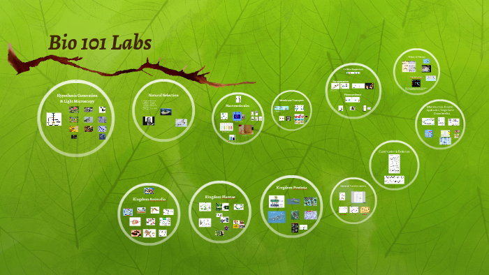 Bio 101 Lab by Mark Bremer on Prezi