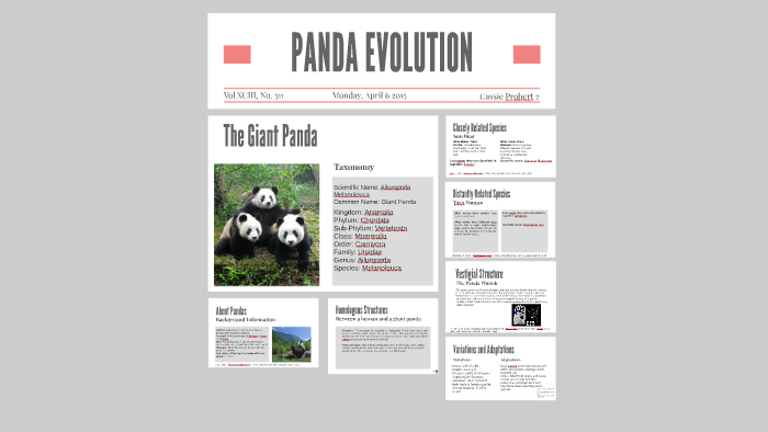 PANDA EVOLUTION by Cassie Probert on Prezi