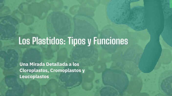 Los Plastidos: Tipos y Funciones by Fabian Gomez on Prezi
