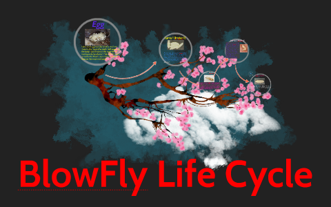 BlowFly Life Cycle by Thanisha Santana