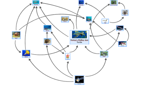 Gulf Coast Food Web by Bradley Sykes on Prezi