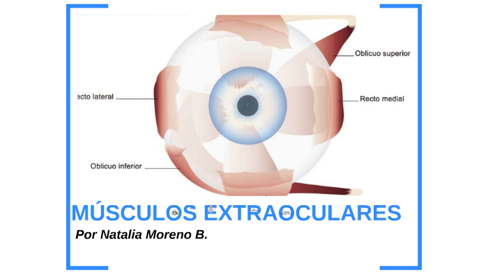 MUSCULOS EXTRAOCULARES by Natalia Moreno Benítez on Prezi