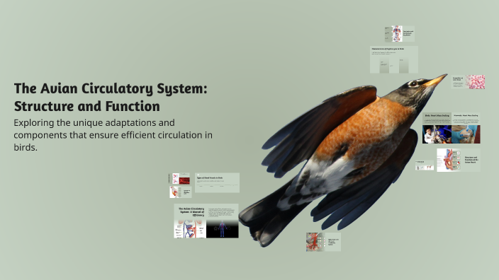 The Avian Circulatory System: Structure and Function by ata salih on Prezi