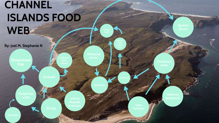 Channel Islands Food Web by JMartinez 00767 on Prezi