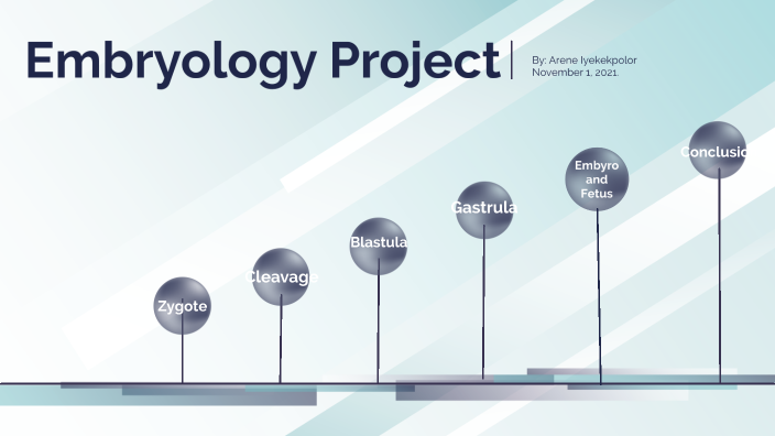 Embryology Project by Arene Iyekekpolor on Prezi