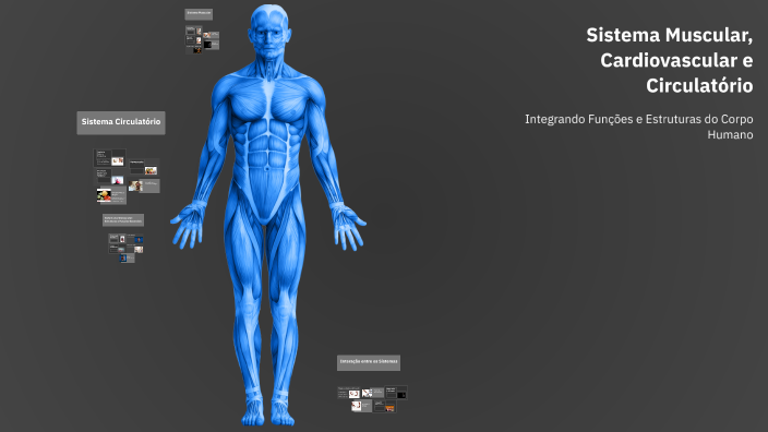 Sistema Muscular, Cardiovascular e Circulatório by Ana Nascimento Silva ...
