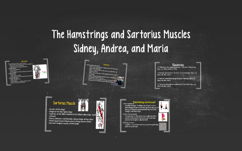 The Hamstrings and Sartorius Muscles by Sidney Doll on Prezi