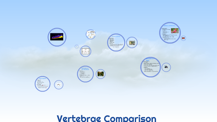 Vertebrae Comparison chart by danetty Sanders on Prezi